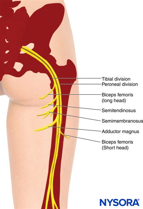 Femoral Nerve Distribution Motor