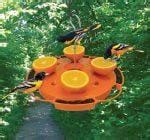 Baltimore Oriole Facts Calls Diet Habitat Migration And Pictures