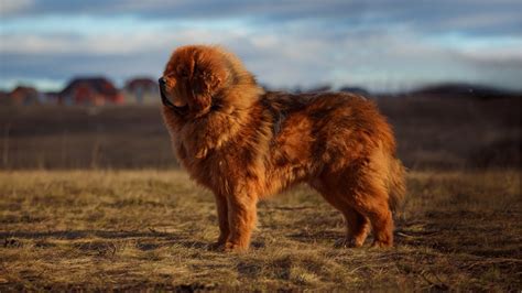 The Tibetan Mastiff Dog Wolf Killer Or Pet Youtube