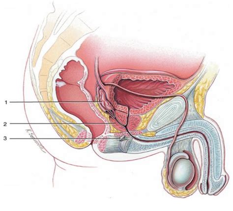 Accessory Glands Diagram Quizlet Accessory Glands Diagram Quizlet