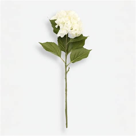 Hydrangea Cut Flower Munmunflorist