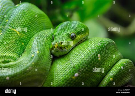 Green Tree Python Eye