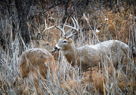 Food Sources For Late Season Deer After The Rut Huntwise