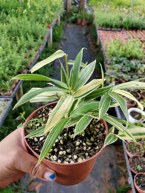 熊猫竹植物熊猫竹盆栽大山谷图库