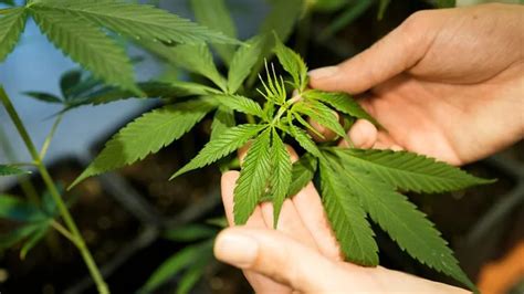Complete Guide To Cannabis Testing Methods Groweriq