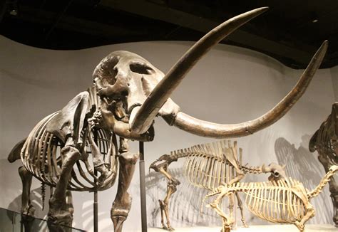 The Mastodon Illinois Patriotic Proboscideans