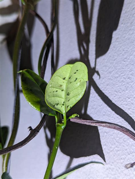 Help Identify These Tiny Ant Like Bugs R Whatsthisbug