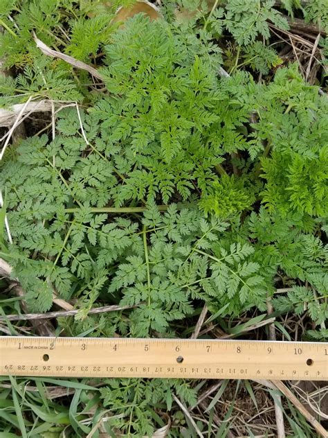 Poison Hemlock Identification