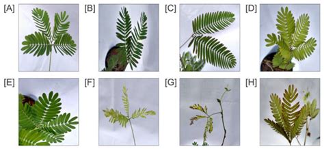 Physiological Performance Of Mimosa Pudica L Under Different Light
