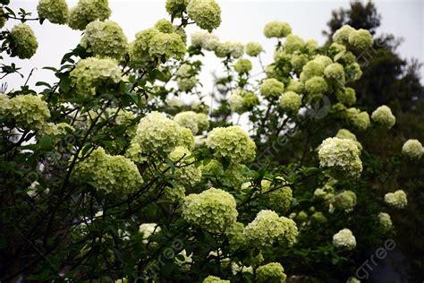 Hydrangea Landscape Plants And Flowers Background Flowers Plant Hand