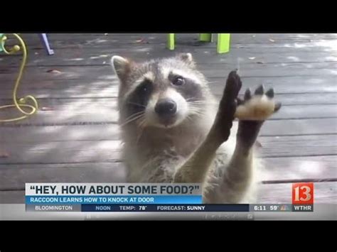 Watch Greedy Raccoon Steals Cat Food Knocks On Door Demanding More