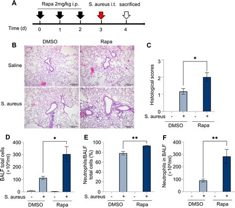 Rapamycin Exacerbates Staphylococcus Aureus Pneumonia By Inhibiting Mt