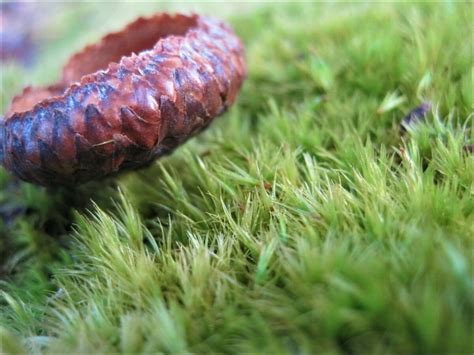 Types Of Moss For Your Garden Insteading