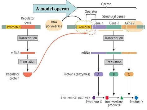 Ppt Chapter 16 Control Of Gene Expression Powerpoint Presentation Free Download Id 392151