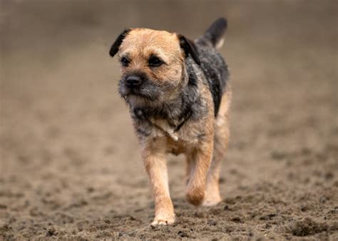 Border Terrier Mix Puppies