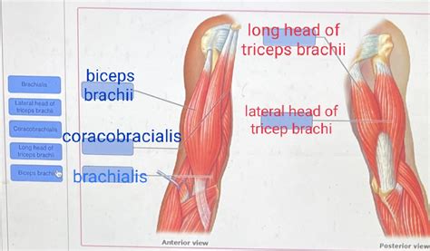 Solved Label Below Please Brachialis Lateral Head Of Triceps Brachii
