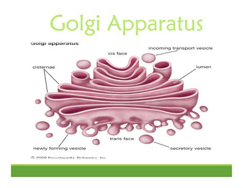 Golgi Apparatuspdf