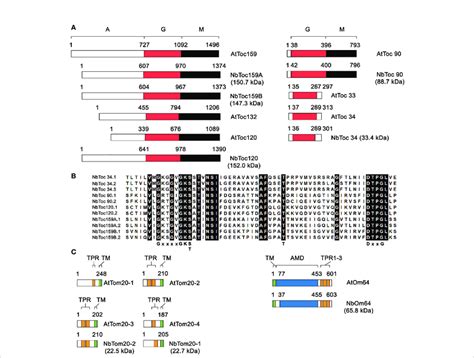 Structural Comparison Of The Core Components Of The Toc And Tom
