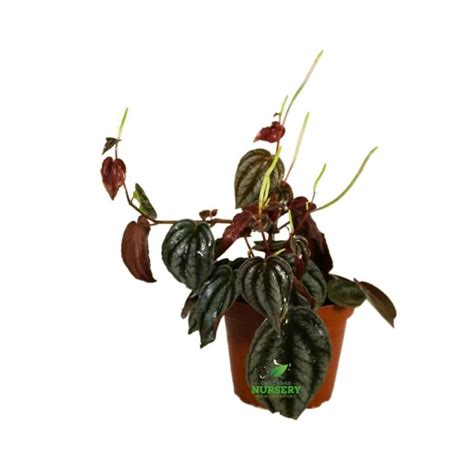 Picasso Greenday Nursery And Landscaping