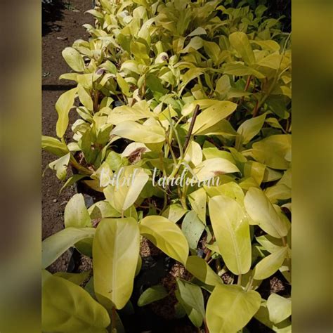 Jual Tanaman Hias Philo Lemon Shopee Indonesia