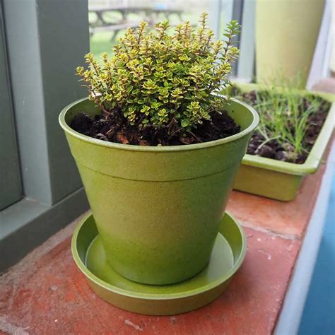 Ultimate Compostable Pots Our Eco Friendly Choice 2025