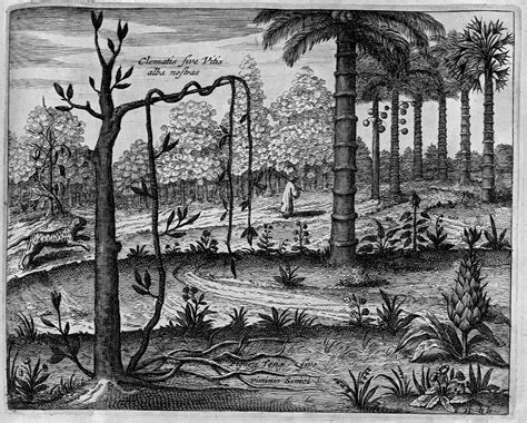 Clematis Sive Vitis Alba Nostras Traditional Visual Art Under Public Domain License