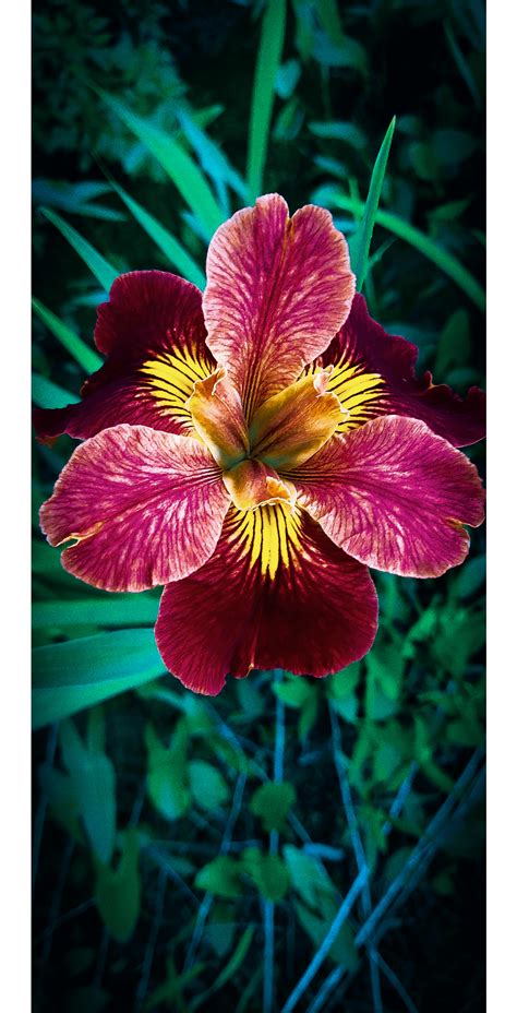 Marsh Iris Berlin Tiger Rflowers