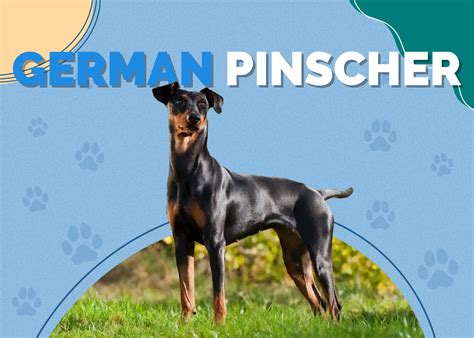 German Pinscher Lifespan