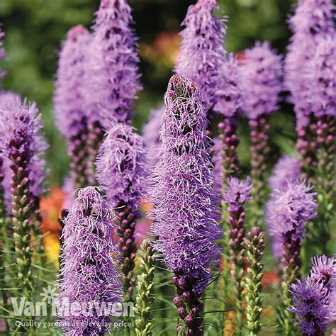 Liatris Spicata 8 Bare Root Plants