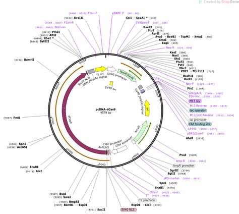 Addgene Pcdna Dcas9