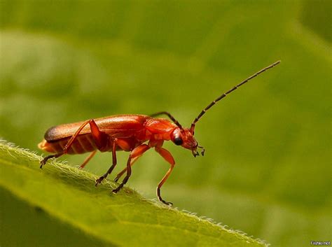 Жук Пожарник Фото С Красным Телом —