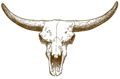 Premium Vector Vector Antique Engraving Drawing Illustration Of