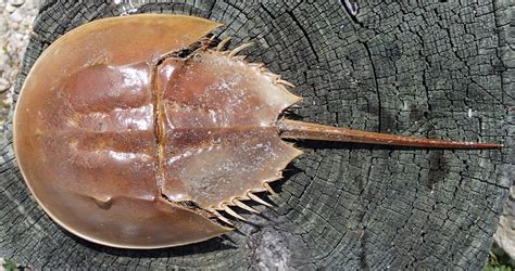 Limulus Polyphemus Atlantic Horseshoe Crab Sanibel Isla Flickr