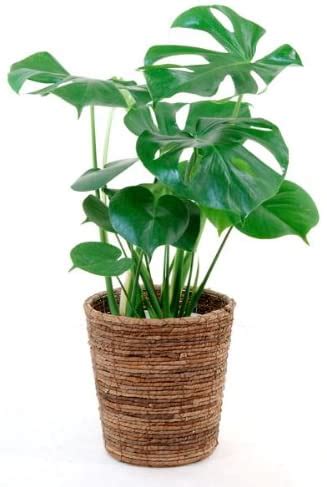 観葉植物のおすすめ18選！室内で育てやすい大型も Heim ハイム