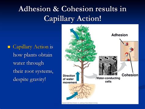 Waters Life Support Properties Ppt Download