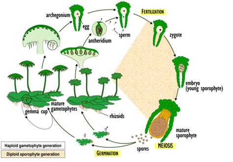 Hornwort Life Cycle Diagram
