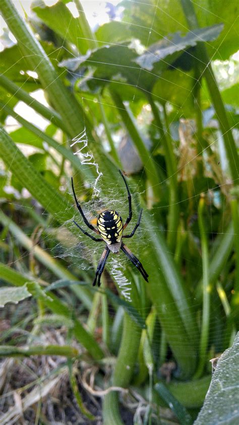 Our Grasshopper Eater Gardening