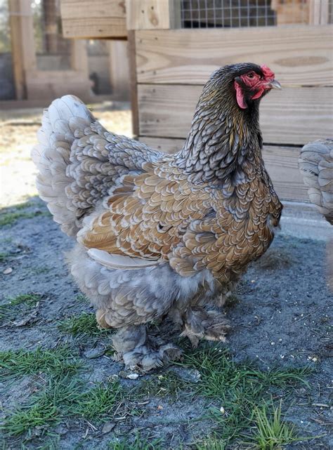 Some Of My Blue Laced Red Brahma Projects Rbackyardchickens