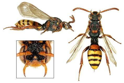 Image Nomada Flava 11jd  Bwars