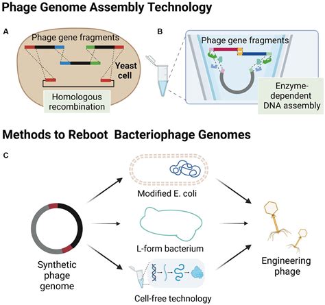 Ultracentrifuge Bacteriophage At Melvin Slater Blog