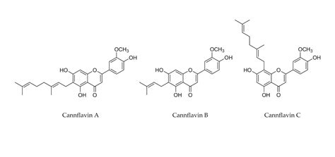What Is Phenolic Compounds Cannabis Glossary Gaanja Heal