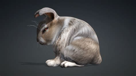 Rabbit A3 Animated 3d Model By Animated3d