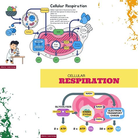 Cellular Respiration Label Worksheet Word Box And Answer Key