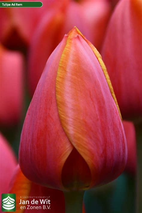 Ad Rem Tulip Jan De Wit En Zonen B V