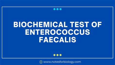 Enterococcus Faecalis Biochemical Test