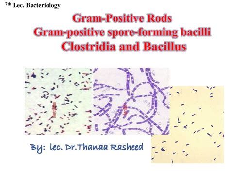 Gram Positive Spore Forming Bacilli