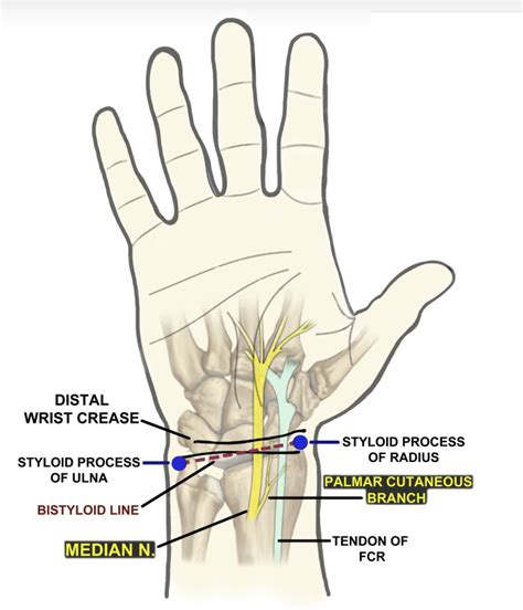 Anatomy Of The Palmar Cutaneous Branch Of The Median Nerve A Review Pmc