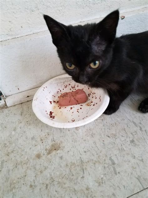 Scabies Kitten Still Has A Scab Is She Still Contagious After 3 Weeks