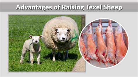 Texel Sheep Characteristics Size Facts And Complete Breed Guide