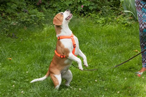 Amy Bee Tierhilfe Franken Ev